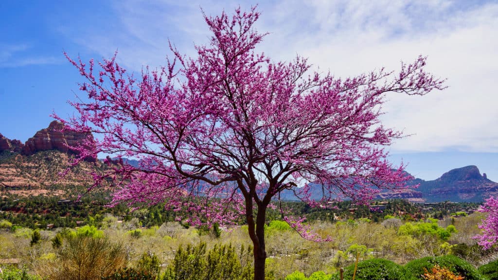 A Guide to Sedona and Scottsdale - CompassRoam