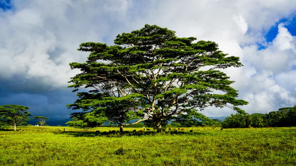 The Best Activities in Kauai - Compass Roam