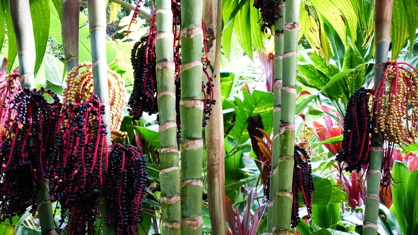 An Unforgettable Hawaiian Road Trip: the Road to Hana - Compass Roam